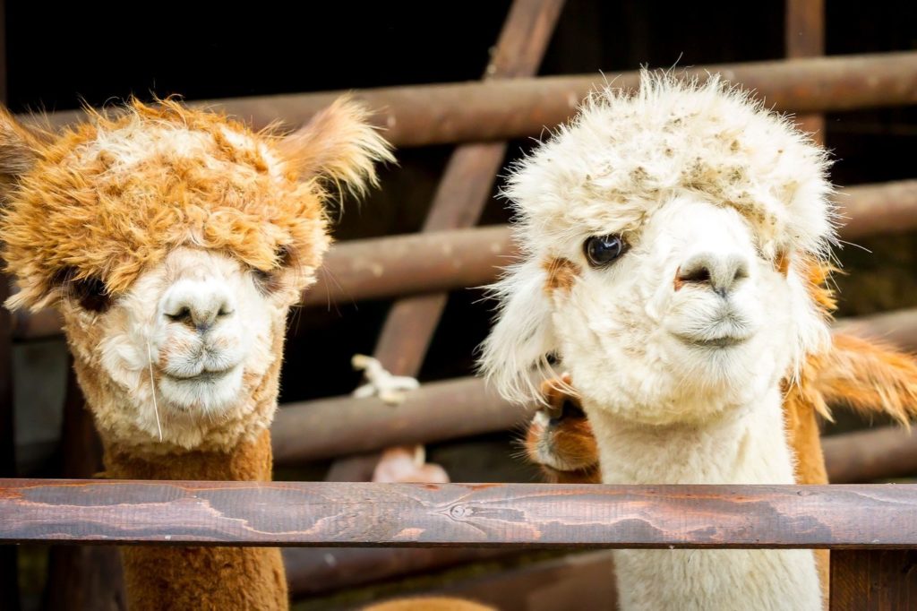 Alpaka Tour beim Schloß Gehrden - Jetzt mehr erfahren!
